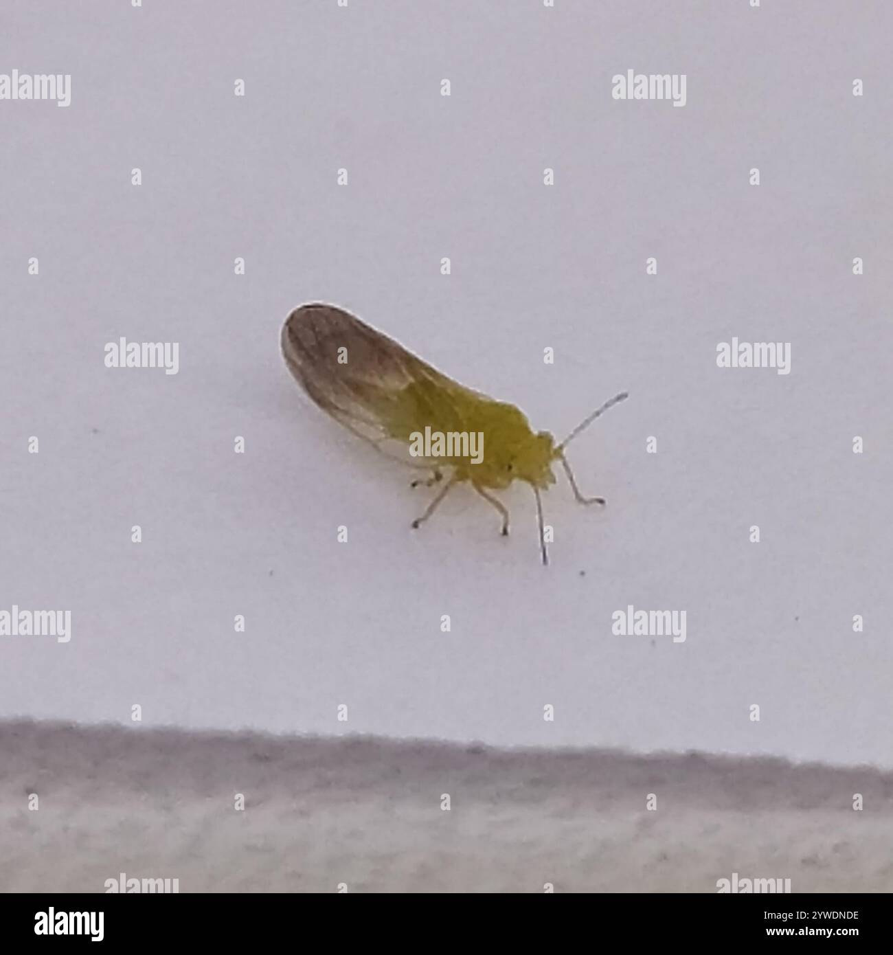 jumping plant lice (Psyllidae Stock Photo - Alamy
