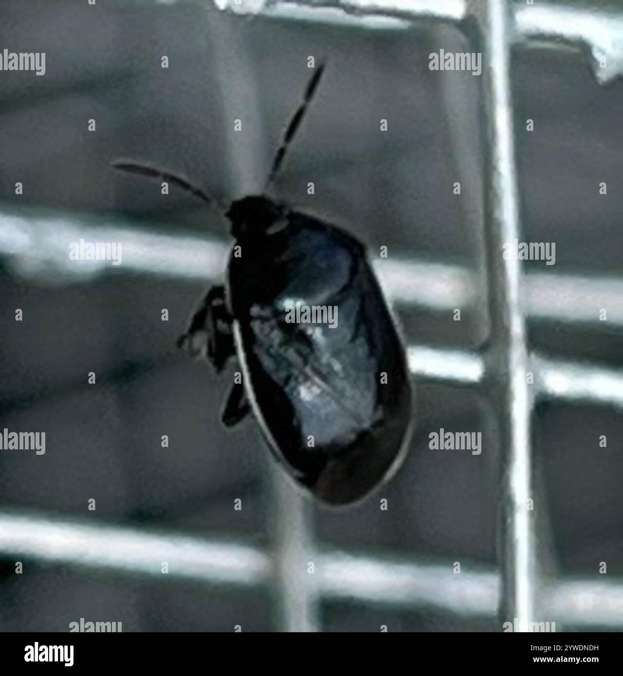 White-margined Burrower Bug (Sehirus cinctus Stock Photo - Alamy