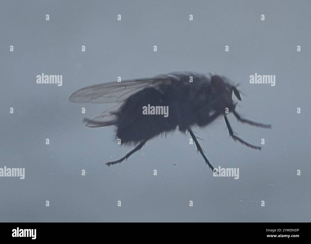 Bluebottle Flies (Calliphora Stock Photo - Alamy