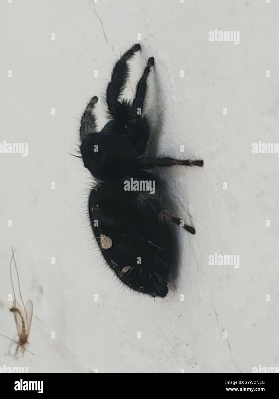 Bold Jumping Spider (Phidippus audax Stock Photo - Alamy