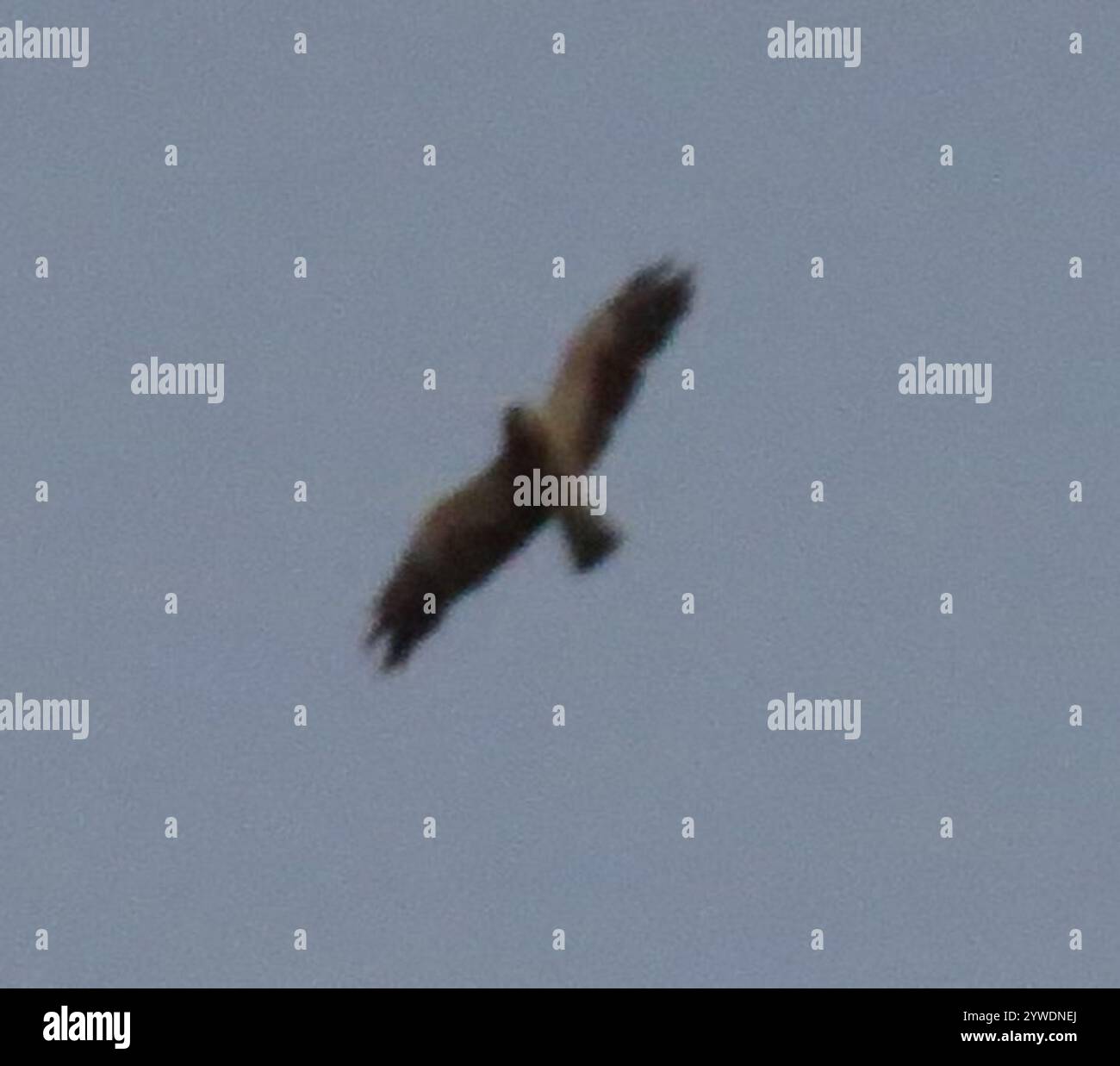Swainson's Hawk (Buteo swainsoni Stock Photo - Alamy