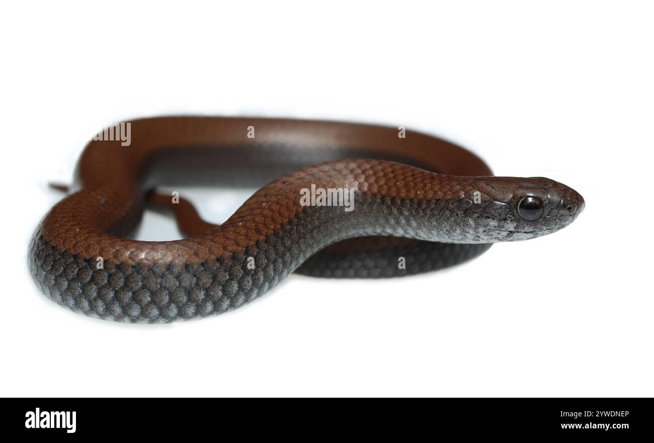 Common Slug-eater (Duberria lutrix Stock Photo - Alamy