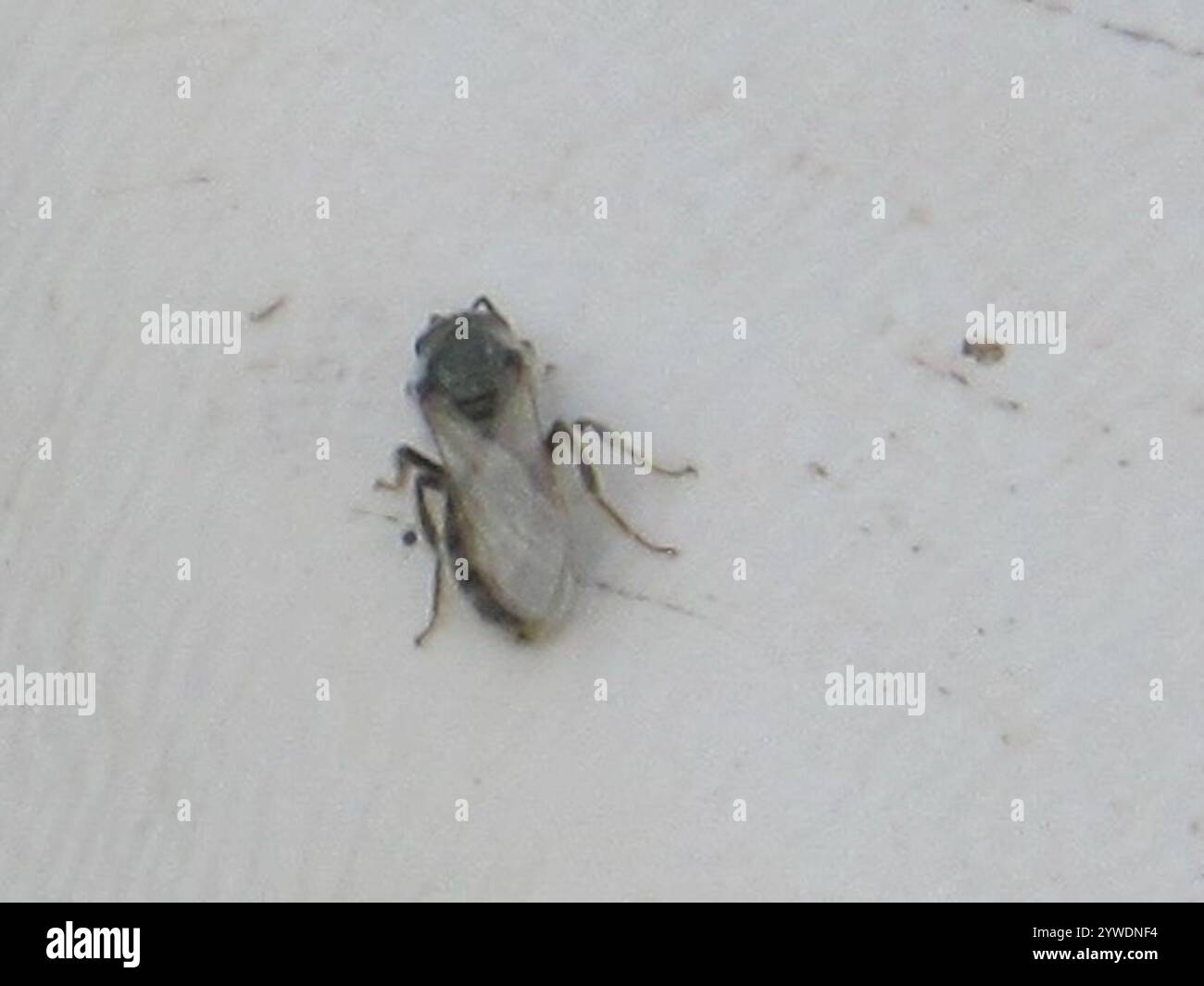 Ants, Bees, Wasps, and Sawflies (Hymenoptera Stock Photo - Alamy