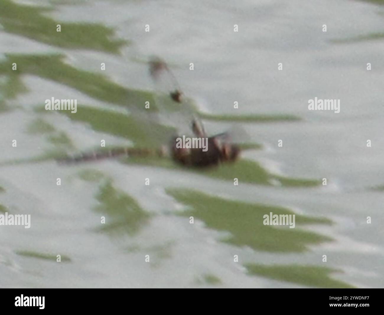 Prince Baskettail (Epitheca princeps Stock Photo - Alamy
