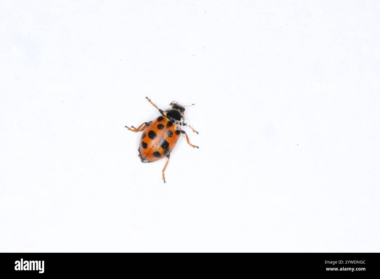 Thirteen-spotted Lady Beetle (Hippodamia tredecimpunctata Stock Photo ...