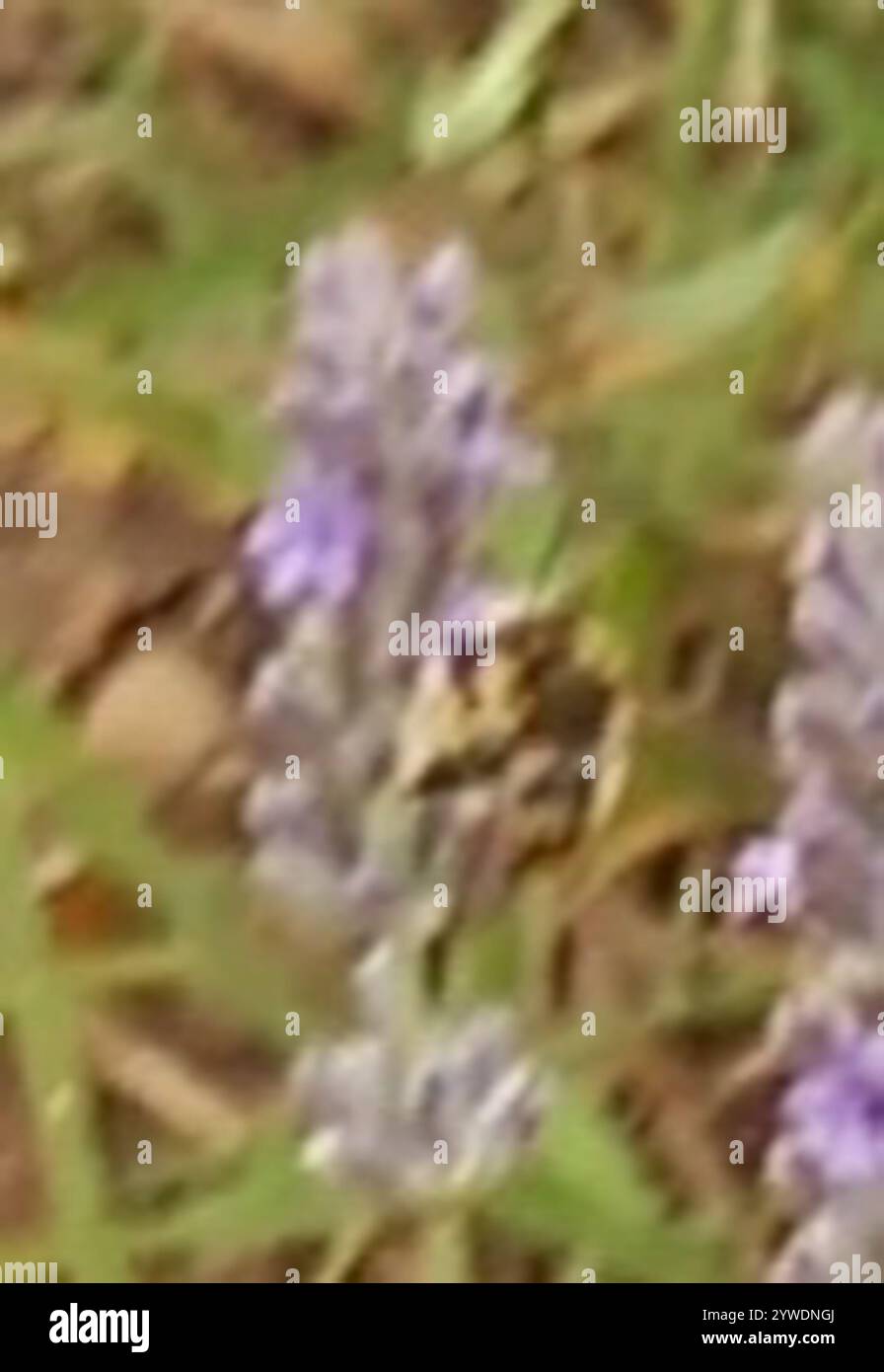 Ants, Bees, Wasps, and Sawflies (Hymenoptera Stock Photo - Alamy