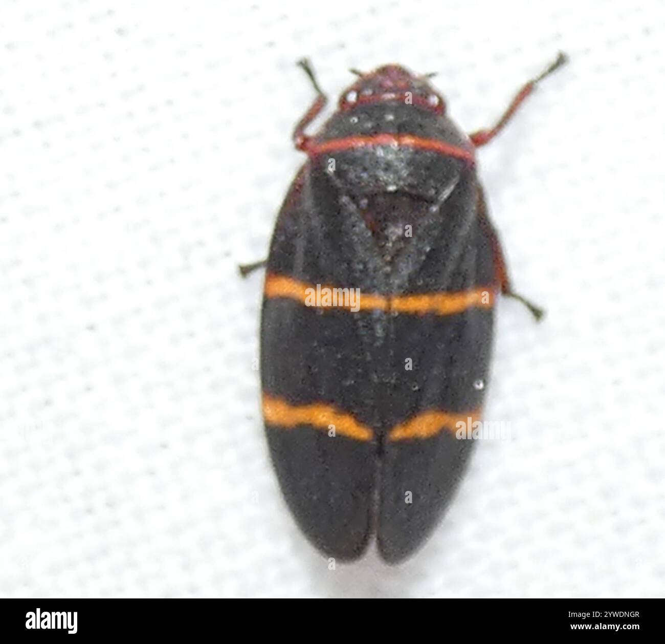 Two-lined Spittlebug (Prosapia bicincta Stock Photo - Alamy