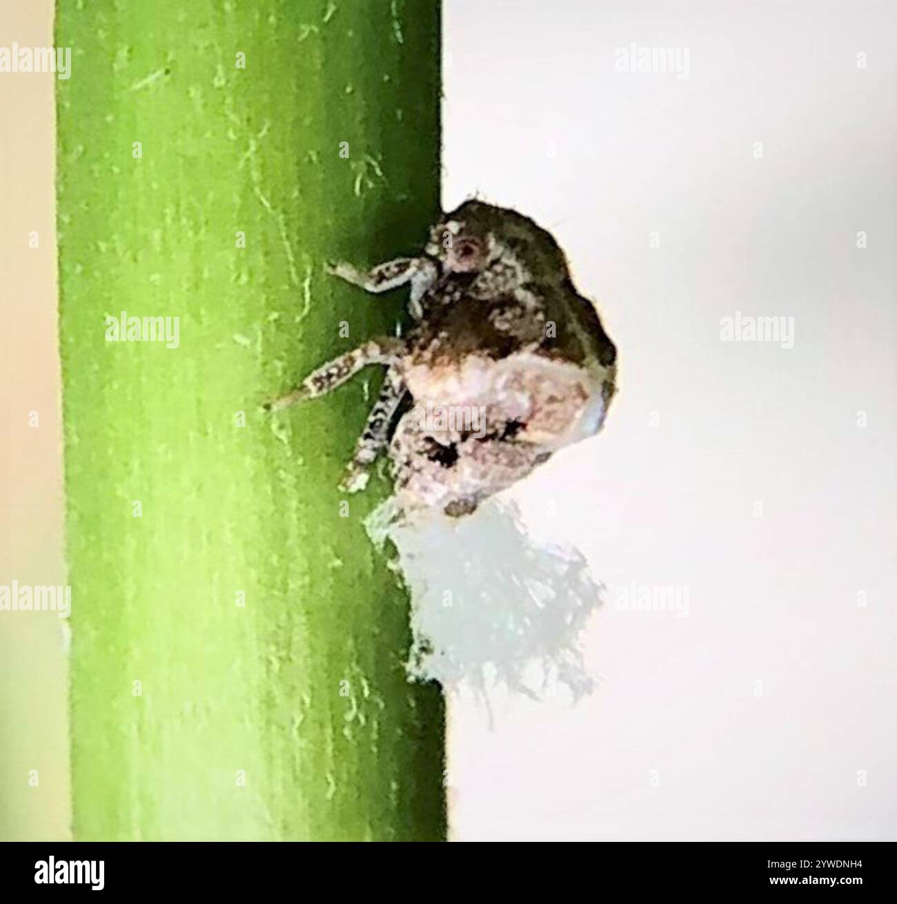 Two-striped Planthopper (Acanalonia bivittata Stock Photo - Alamy