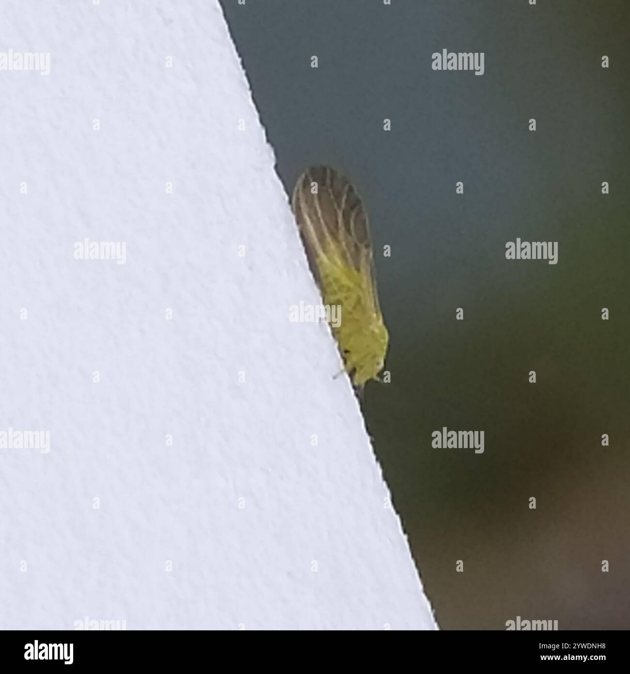 jumping plant lice (Psyllidae Stock Photo - Alamy