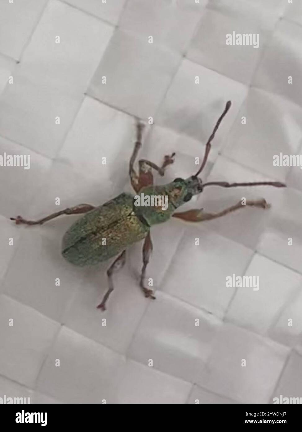 Silver-green leaf weevil (Phyllobius argentatus Stock Photo - Alamy