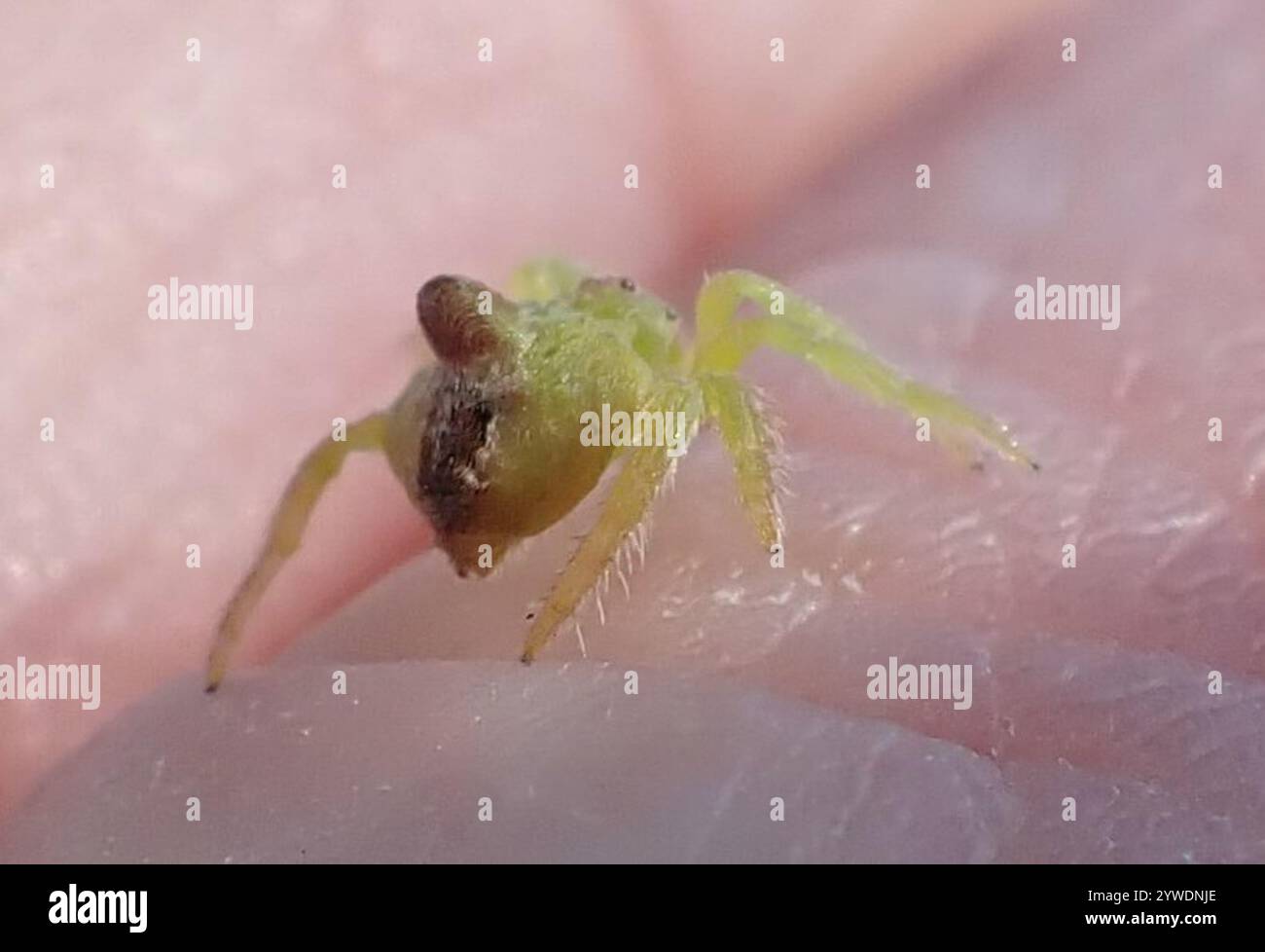 Wrap-around Spiders (Dolophones Stock Photo - Alamy