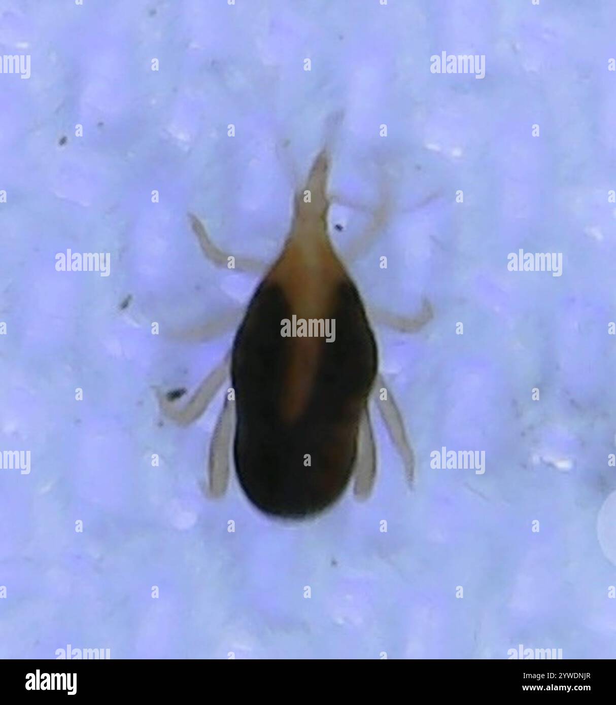 Snout mites hi-res stock photography and images - Alamy