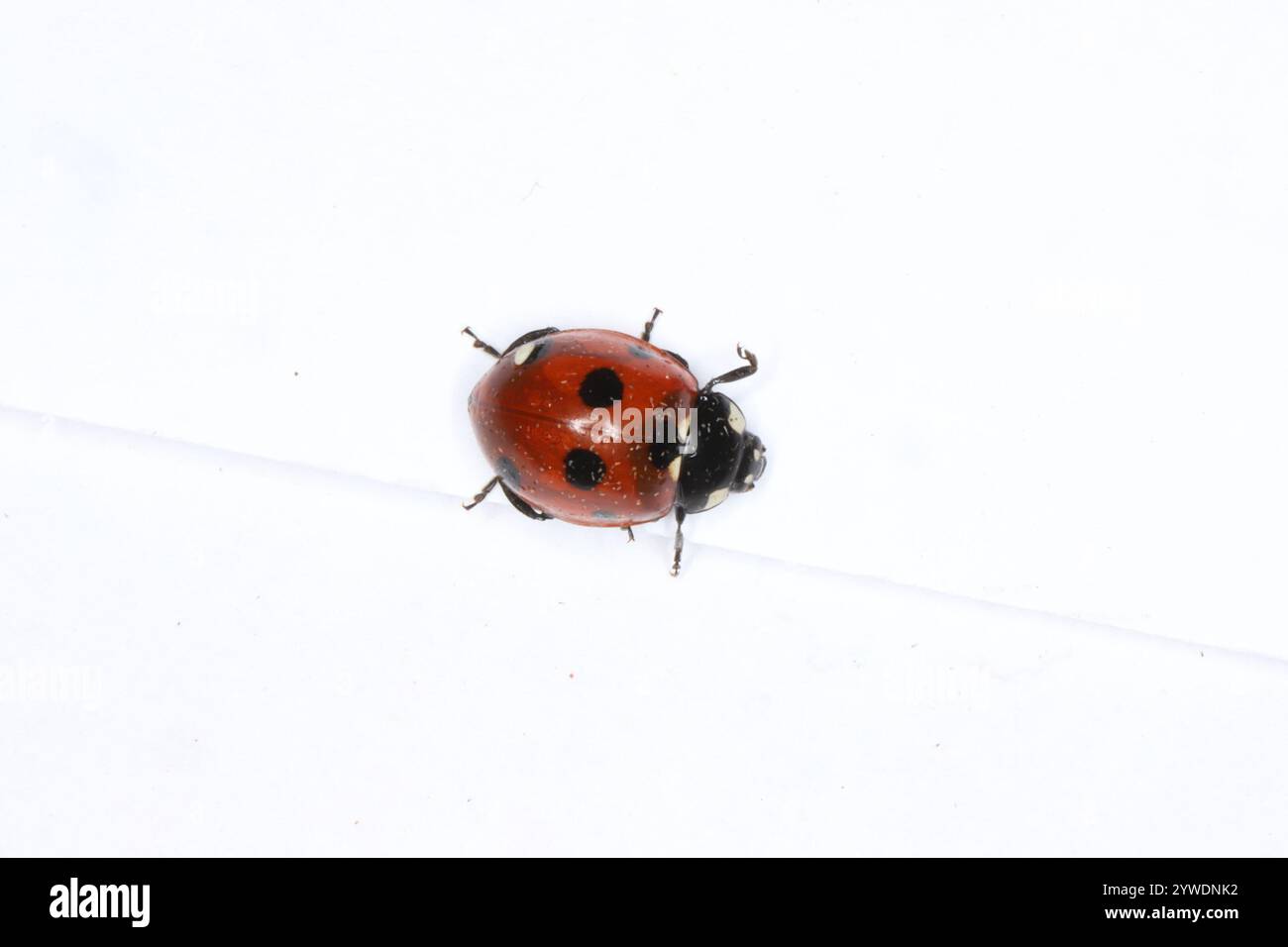 Seven-spotted Lady Beetle (Coccinella septempunctata Stock Photo - Alamy