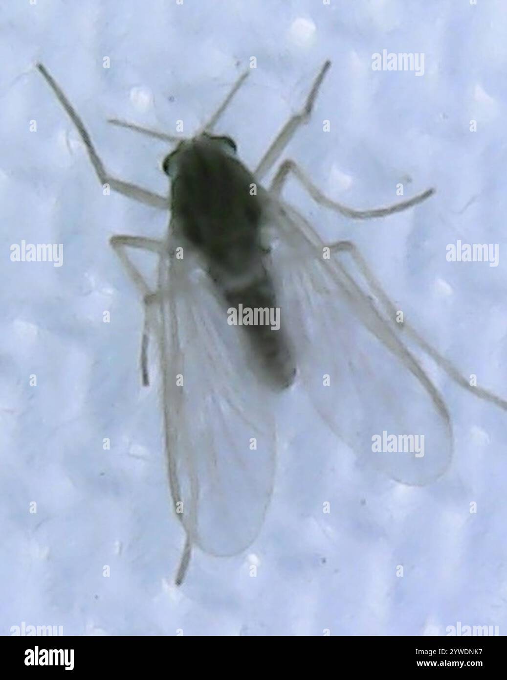 Non-biting Midges (Chironomidae Stock Photo - Alamy