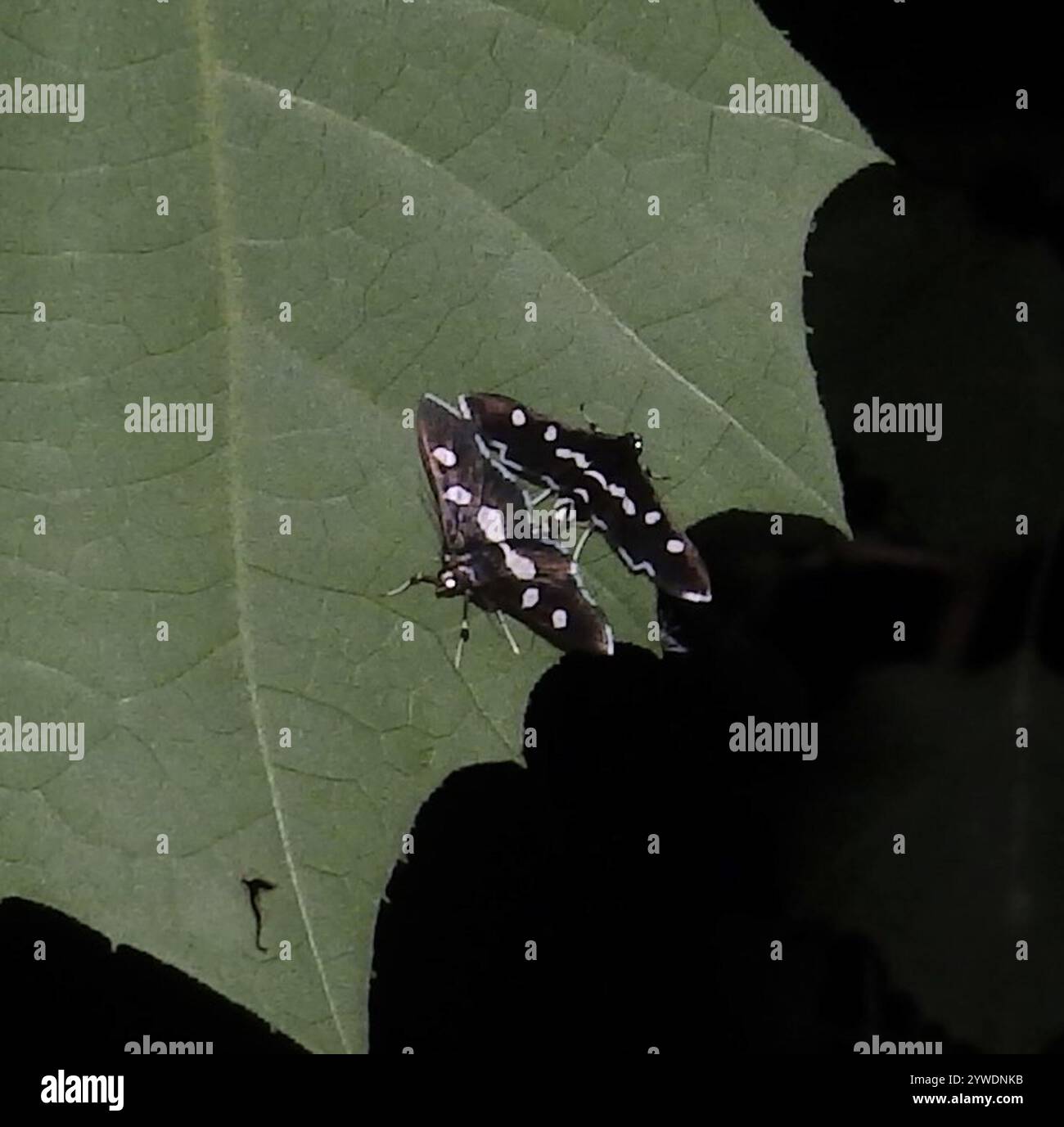 Grape Leaffolder and Leafroller Moths (Desmia funeralis Stock Photo - Alamy