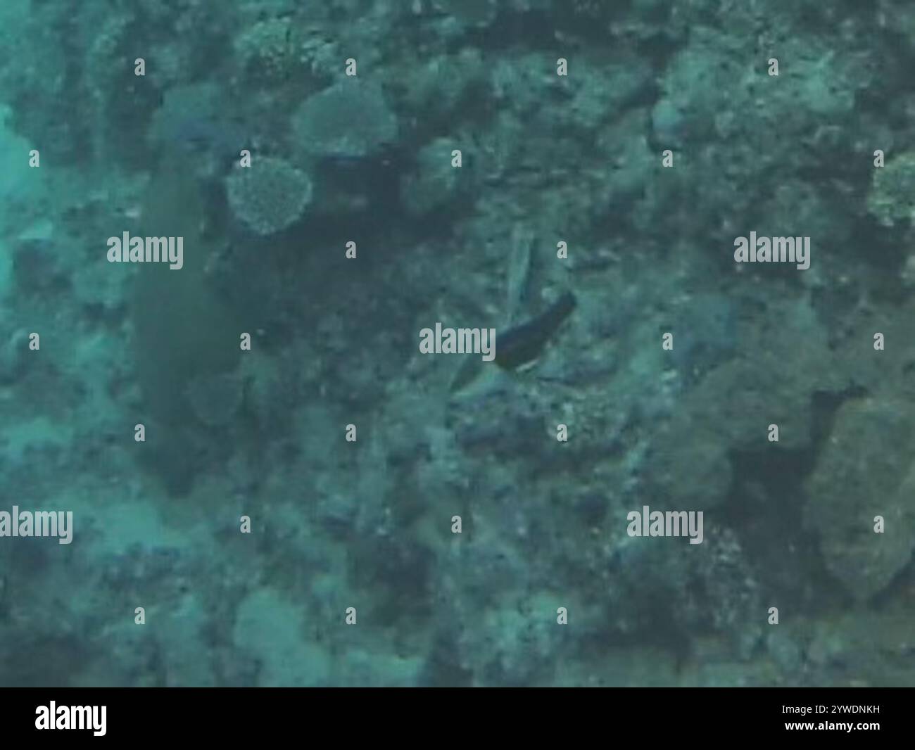 Ray-finned Fishes (Actinopterygii Stock Photo - Alamy