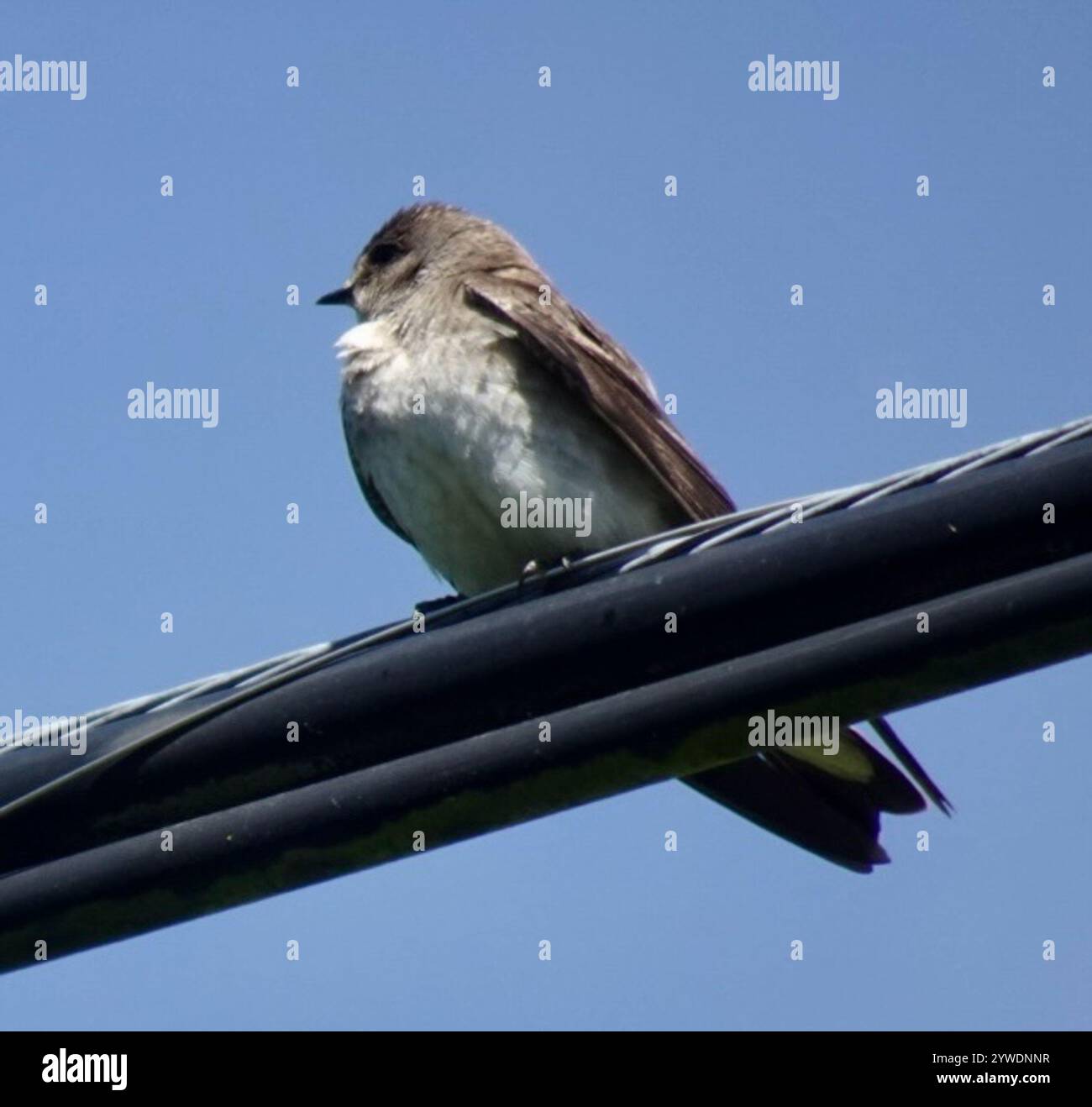 Northern Rough-winged Swallow (Stelgidopteryx serripennis Stock Photo ...