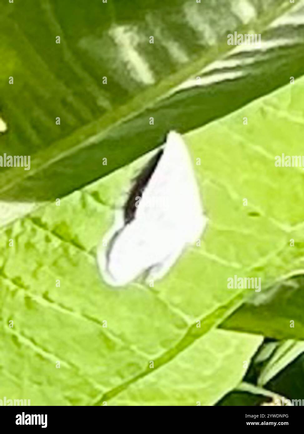 Summer Azure (Celastrina neglecta Stock Photo - Alamy