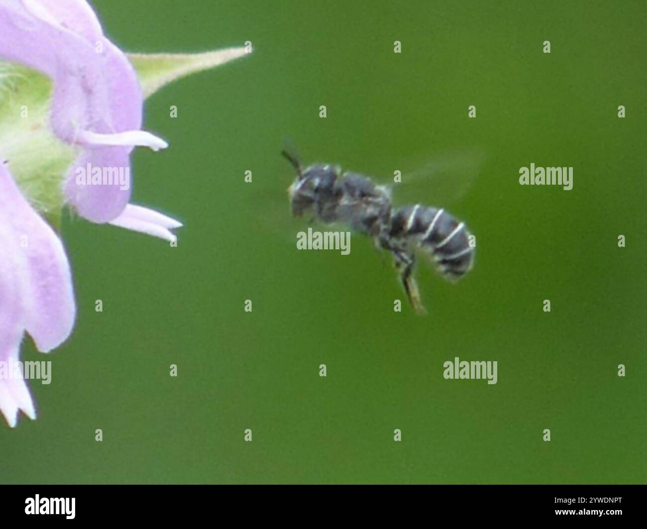 Armored-Resin bees (Heriades Stock Photo - Alamy