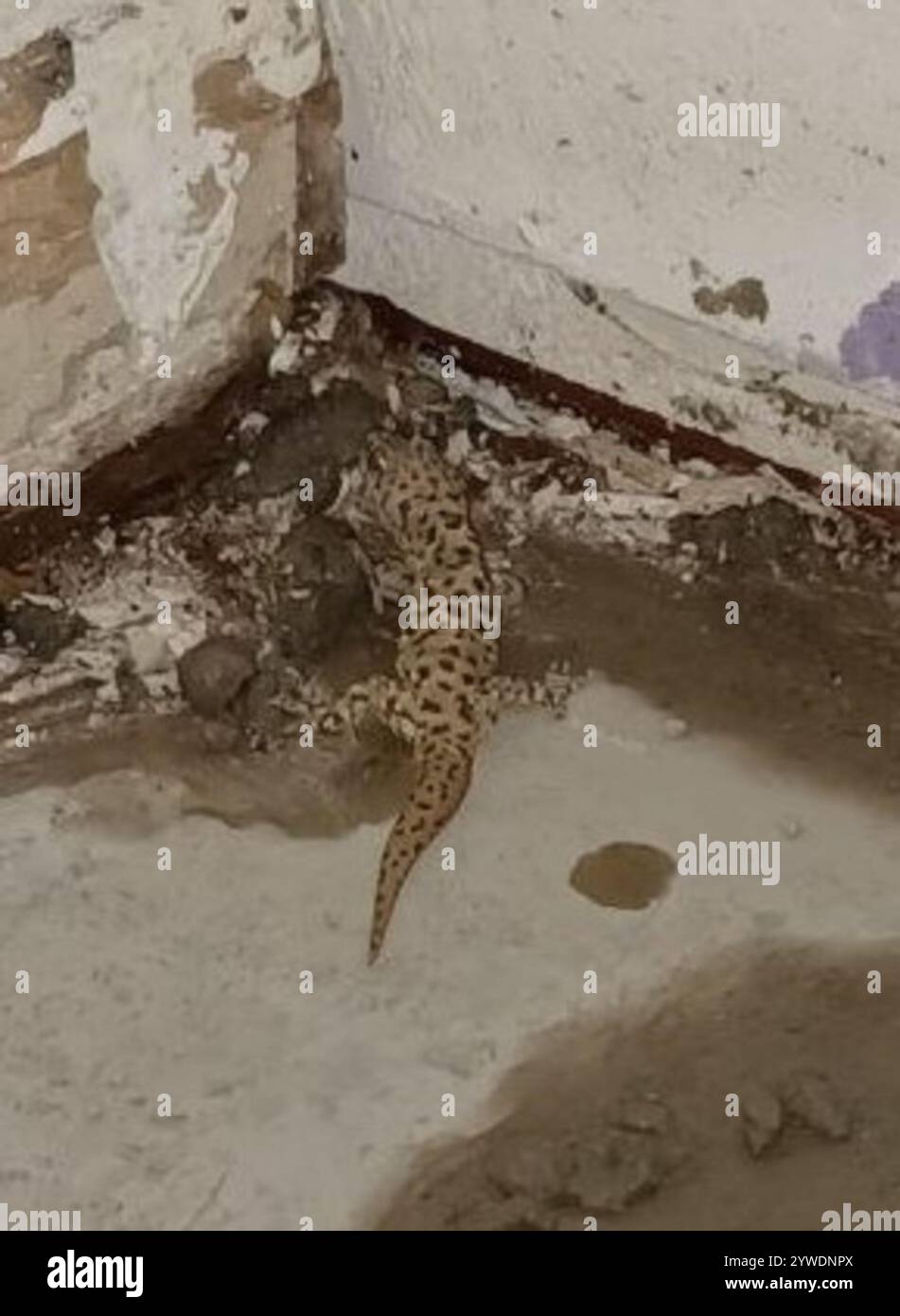 Mediterranean House Gecko (Hemidactylus turcicus Stock Photo - Alamy
