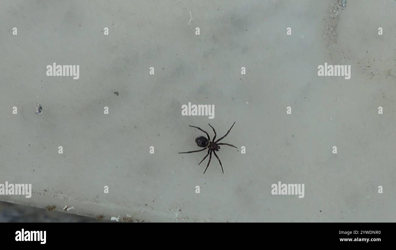 Ant-eating Spiders (Euryopis Stock Photo - Alamy