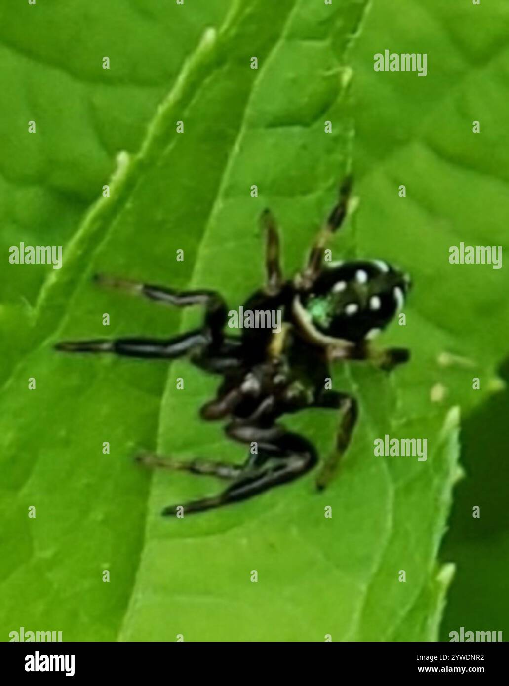 Golden Jumping Spider (Paraphidippus aurantius Stock Photo - Alamy