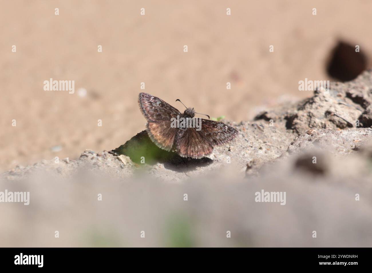Persius Duskywing (Erynnis persius Stock Photo - Alamy