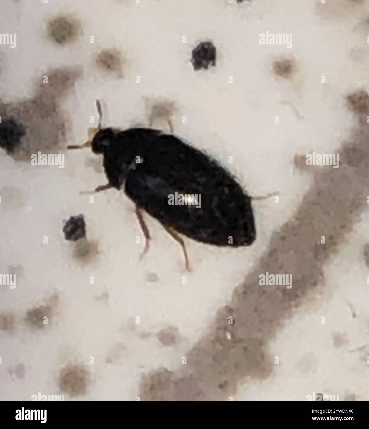 Skin Beetles (Dermestidae Stock Photo - Alamy