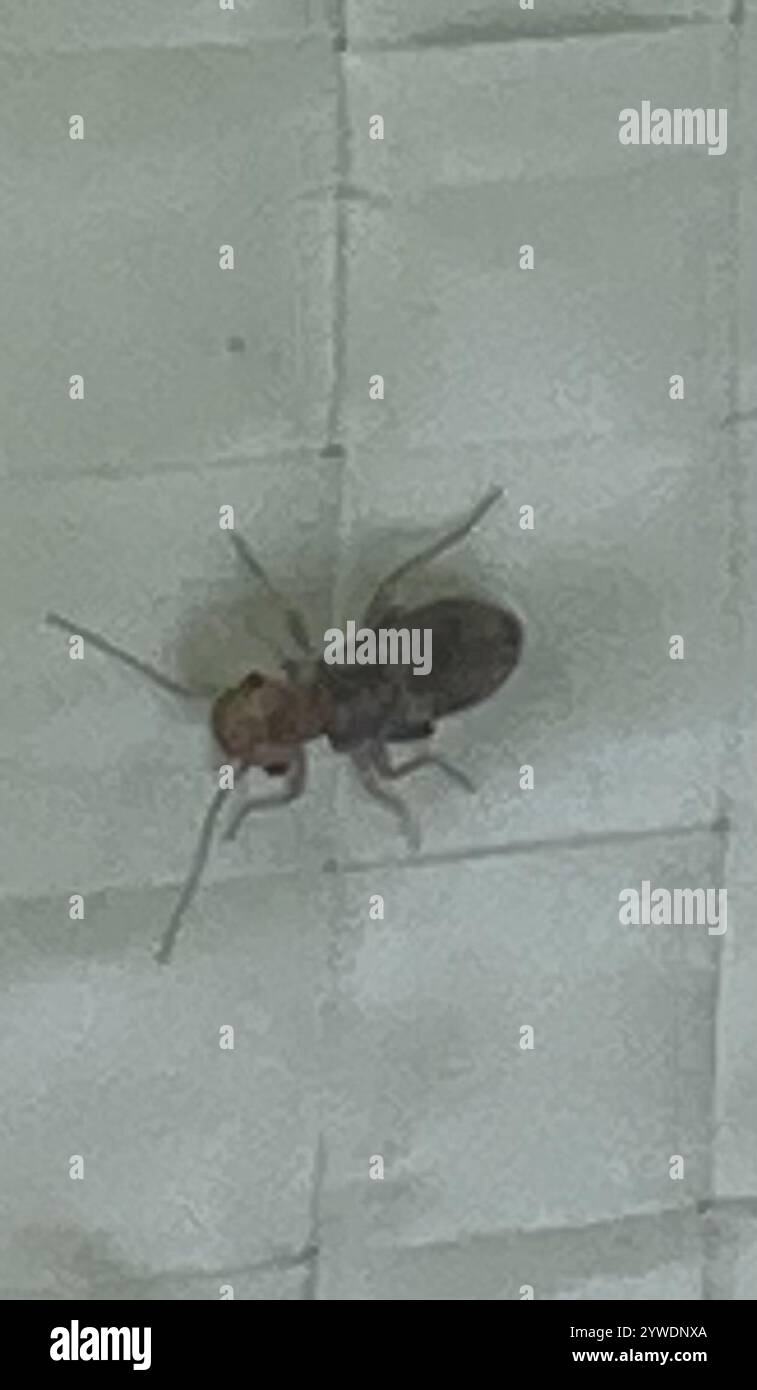 Barklice, Booklice, and Parasitic Lice (Psocodea Stock Photo - Alamy