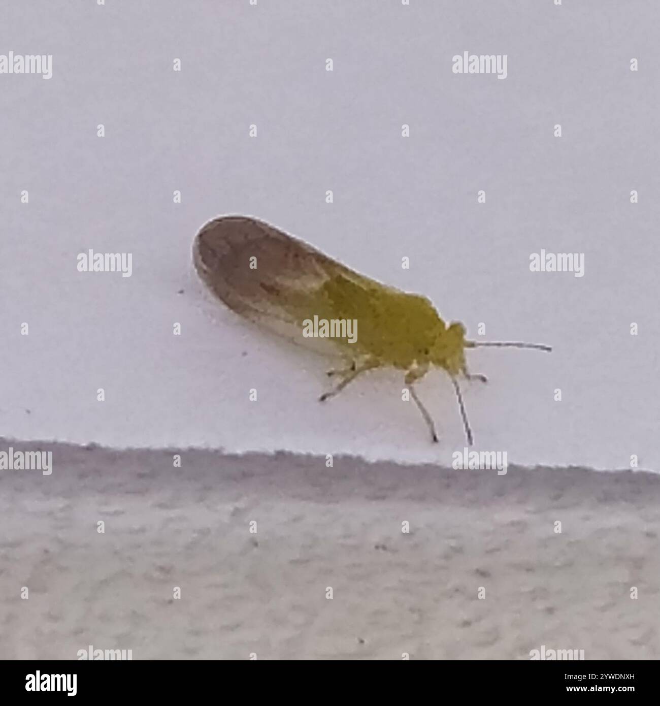 jumping plant lice (Psyllidae Stock Photo - Alamy jumping plant lice (Psyllidae Stock Photo - Alamy