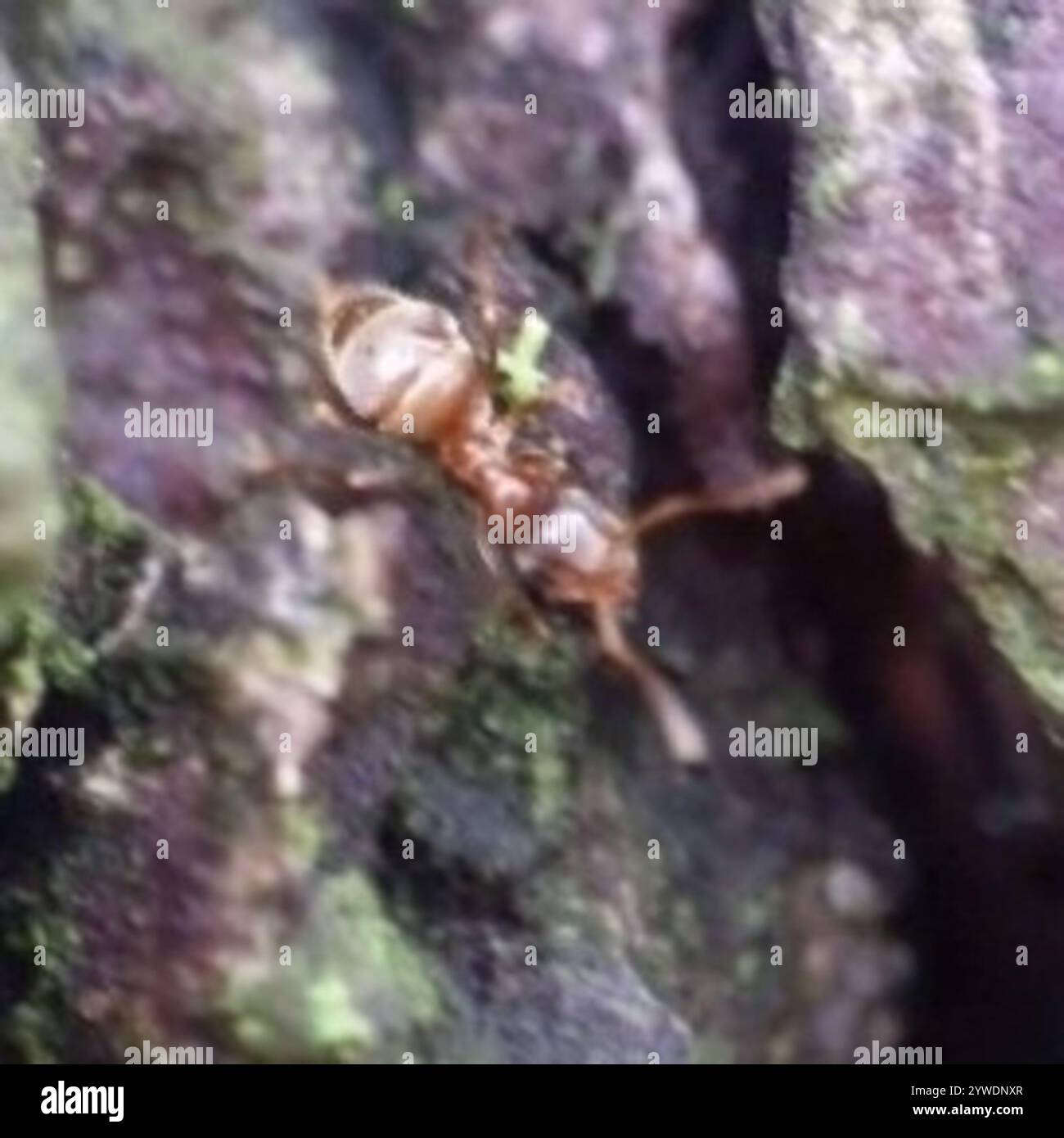 Citronella Ants, Fuzzy Ants, and Allies (Lasius Stock Photo - Alamy