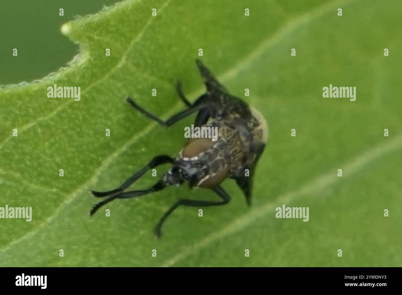Dancing Kiss Fly (Platystoma seminationis Stock Photo - Alamy