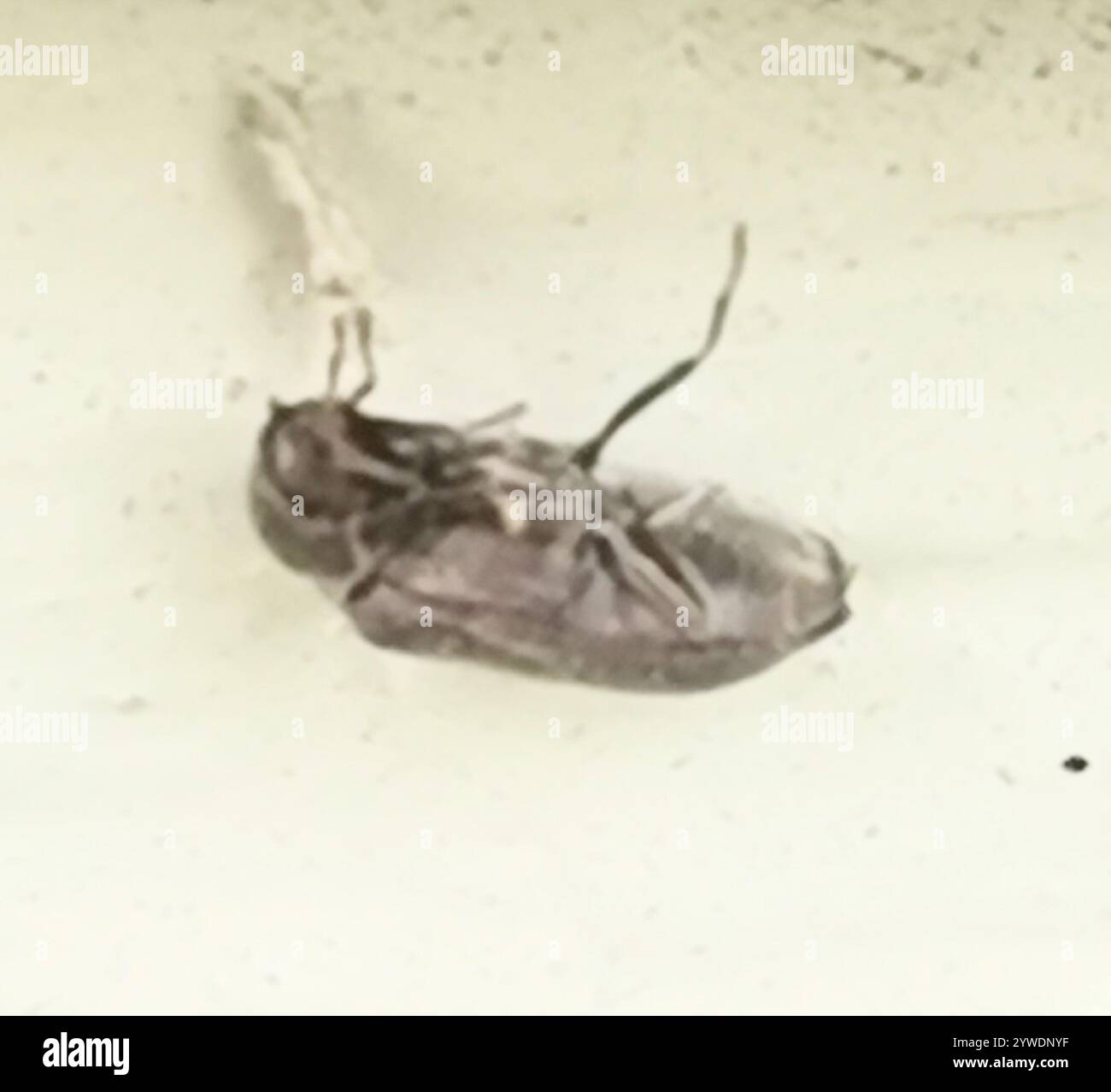 Deathwatch, Spider, and Wood-borer Beetles (Ptinidae Stock Photo - Alamy