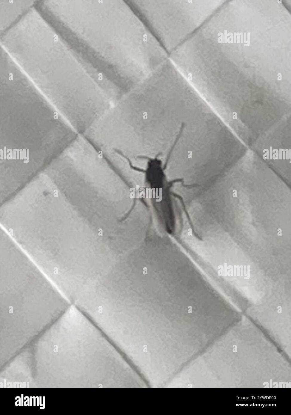 Winged and Once-winged Insects (Pterygota Stock Photo - Alamy