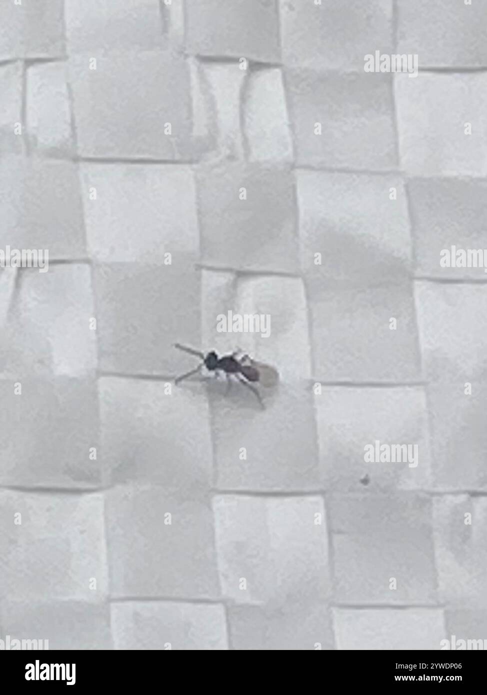 Ants, Bees, Wasps, and Sawflies (Hymenoptera Stock Photo - Alamy