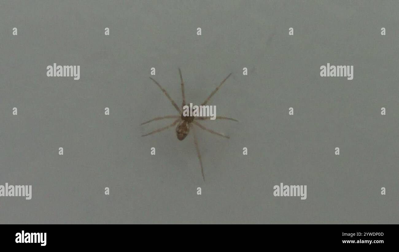 Sheetweb and Dwarf Weavers (Linyphiidae Stock Photo - Alamy