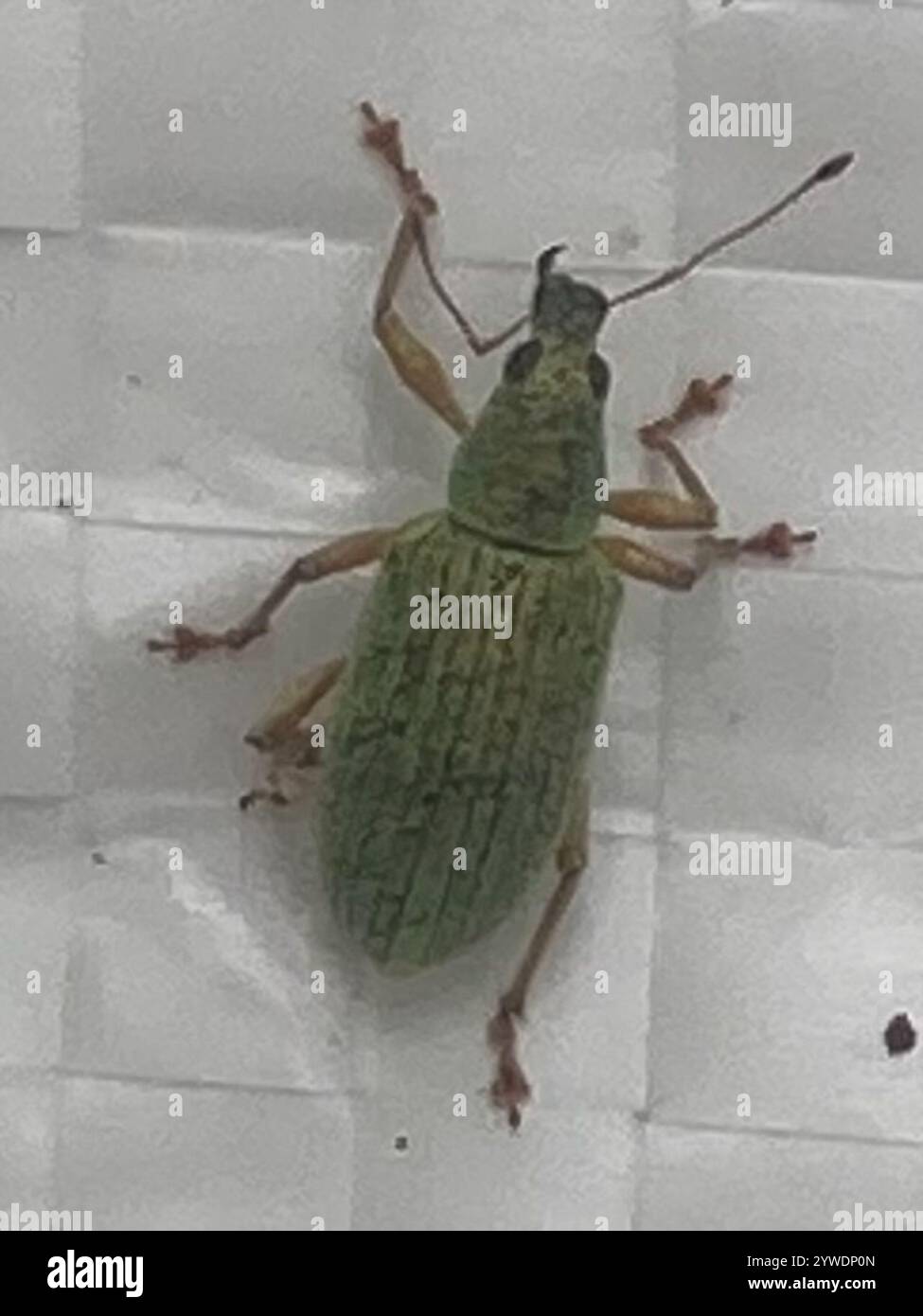 Green Immigrant Leaf Weevil (Polydrusus formosus Stock Photo - Alamy