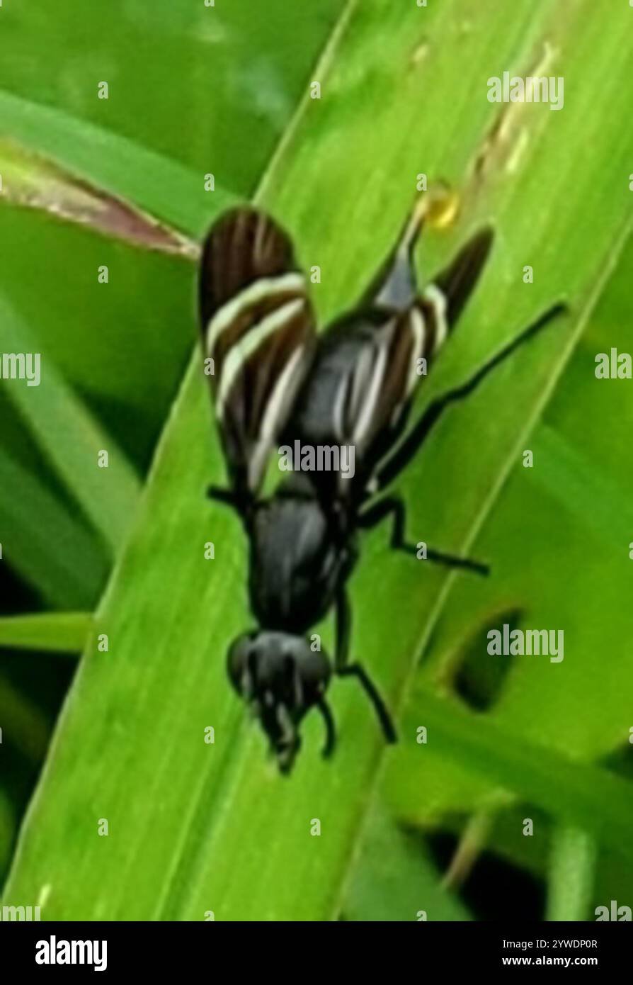 Black Onion Fly (Tritoxa flexa Stock Photo - Alamy