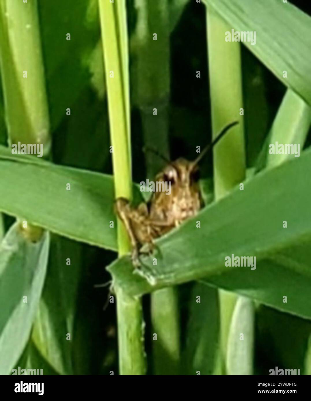 Green-striped Grasshopper (Chortophaga viridifasciata Stock Photo - Alamy