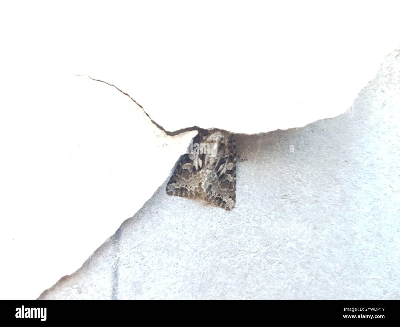 Hada plebeja hi-res stock photography and images - Alamy