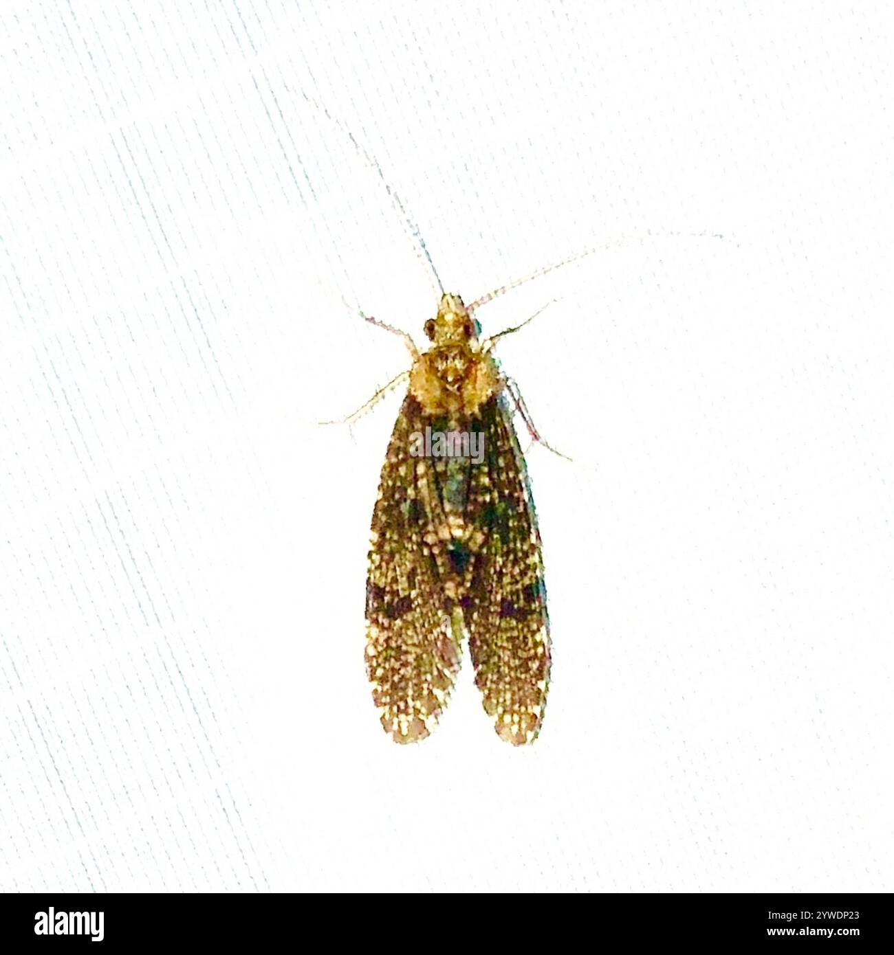 Tube Maker Caddisflies (Polycentropodidae Stock Photo - Alamy