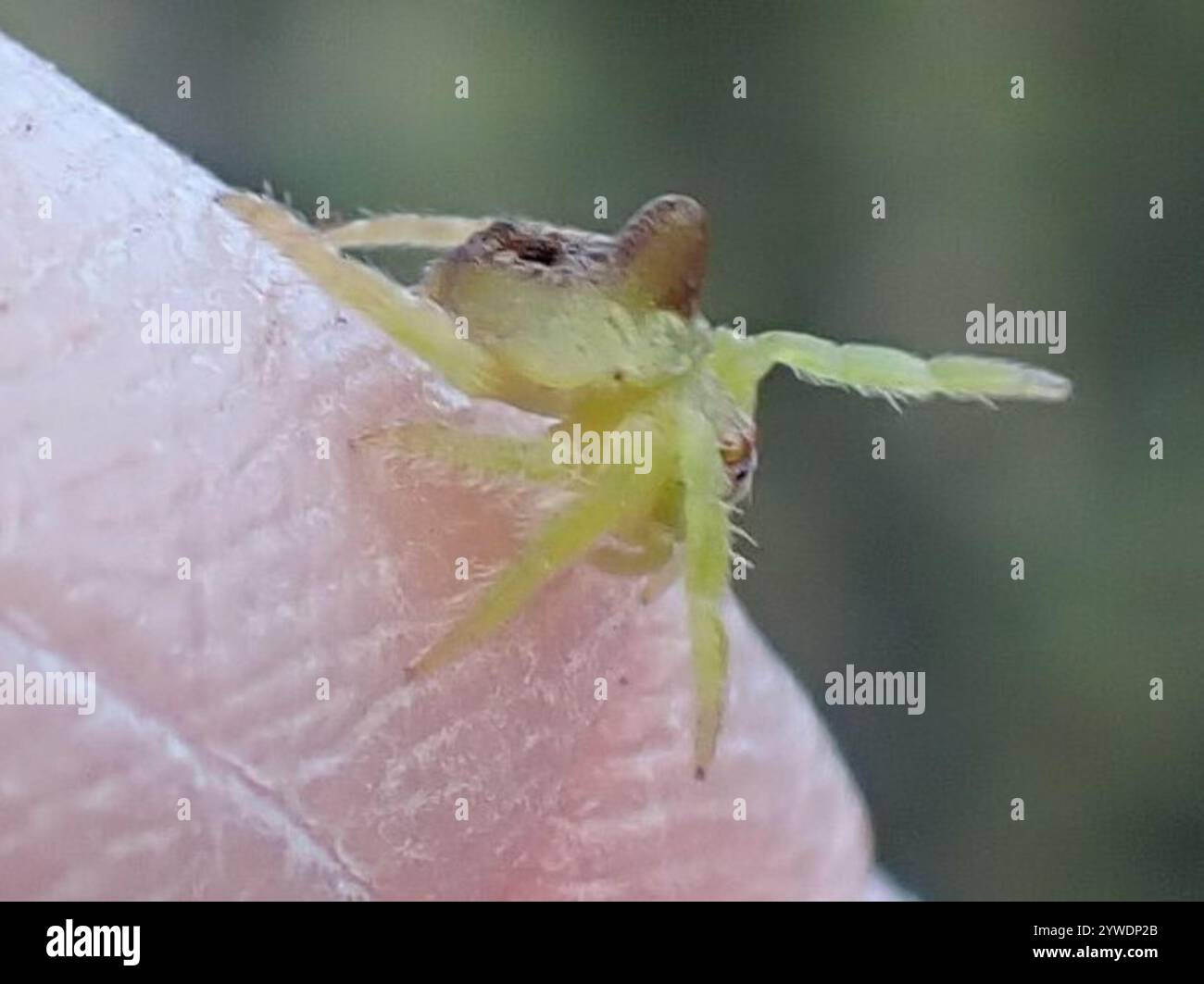 Wrap-around Spiders (Dolophones Stock Photo - Alamy