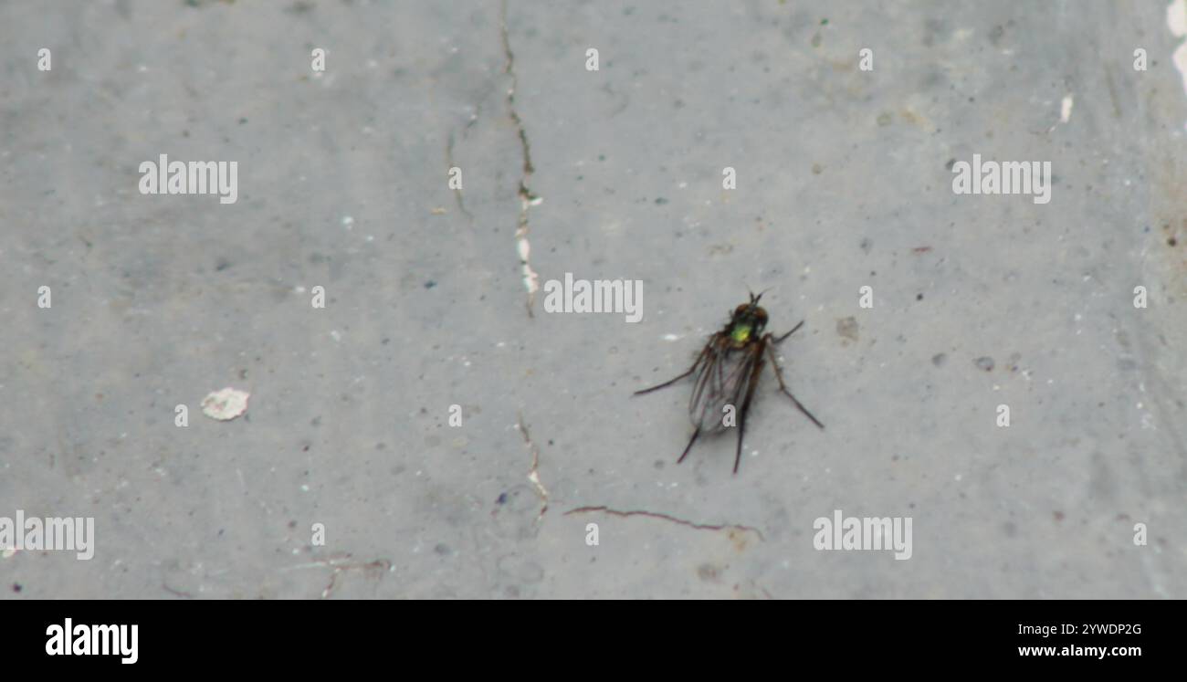 Long-legged Flies (Dolichopodidae Stock Photo - Alamy