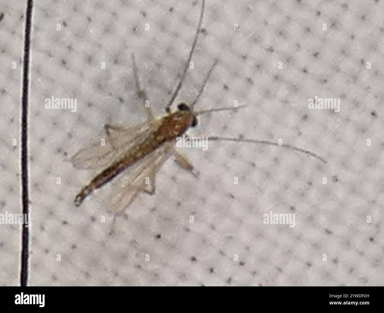 Non-biting Midges (Chironomidae Stock Photo - Alamy
