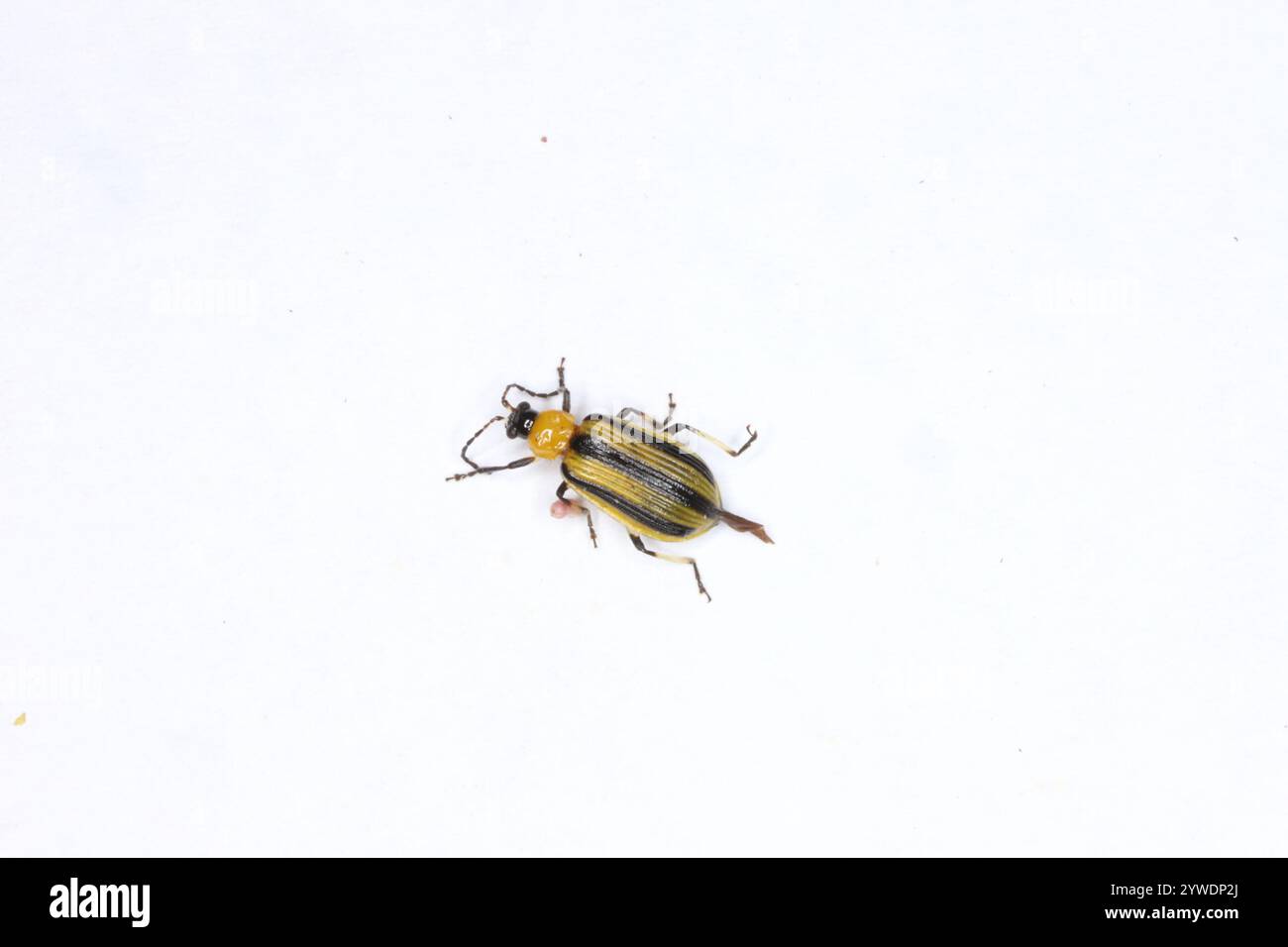 Striped cucumber beetle hi-res stock photography and images - Alamy