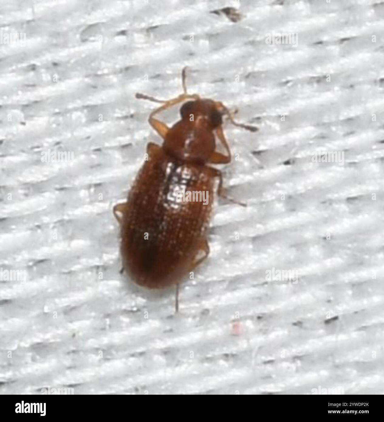 Minute Brown Scavenger Beetles (Latridiidae Stock Photo - Alamy
