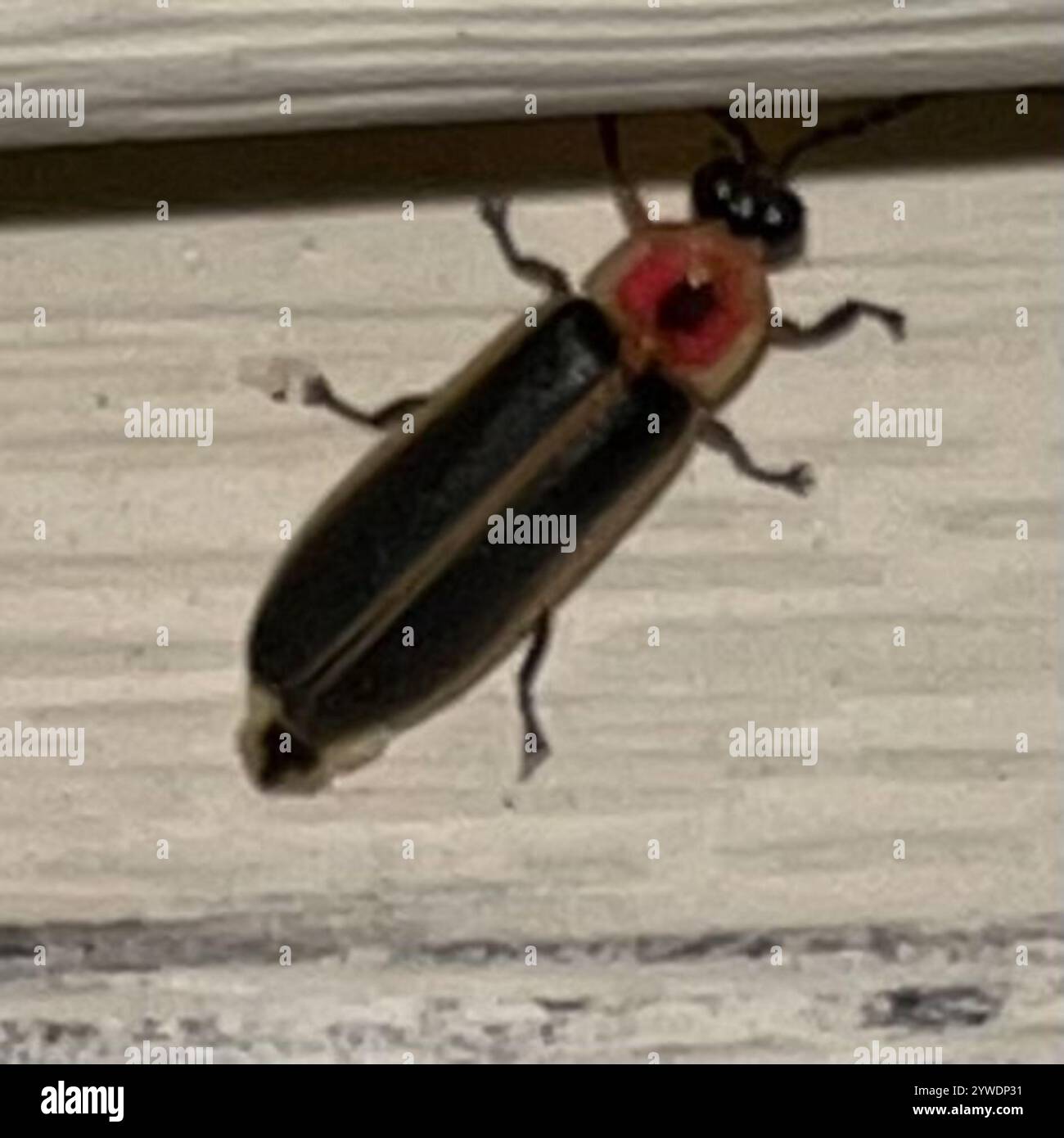 Common Eastern Firefly (Photinus pyralis Stock Photo - Alamy