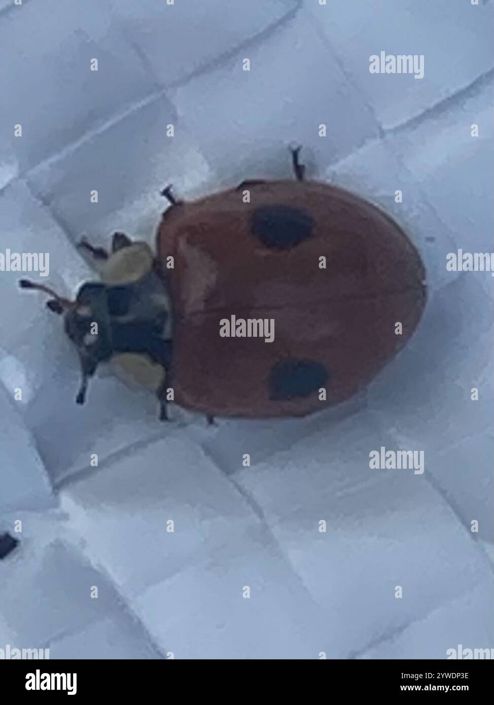Two-spotted Lady Beetle (Adalia bipunctata Stock Photo - Alamy