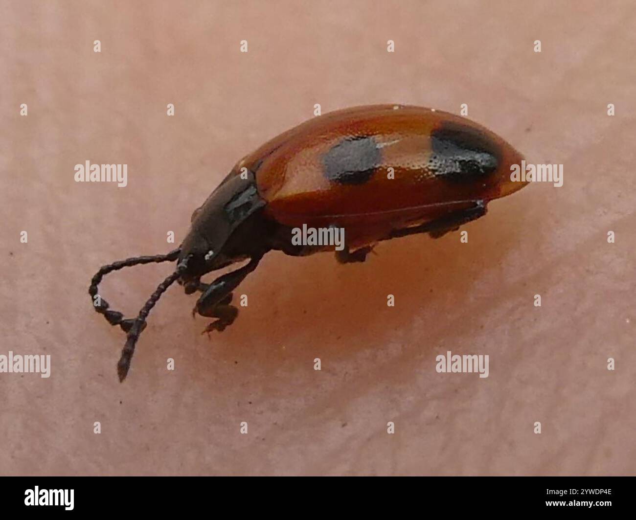 Handsome Fungus Beetle (Endomychus biguttatus Stock Photo - Alamy