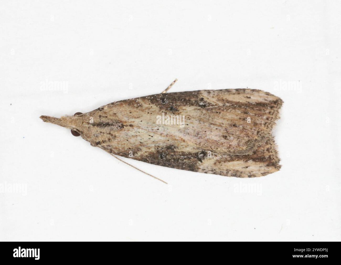 Hop Vine Snout (Hypena humuli Stock Photo - Alamy